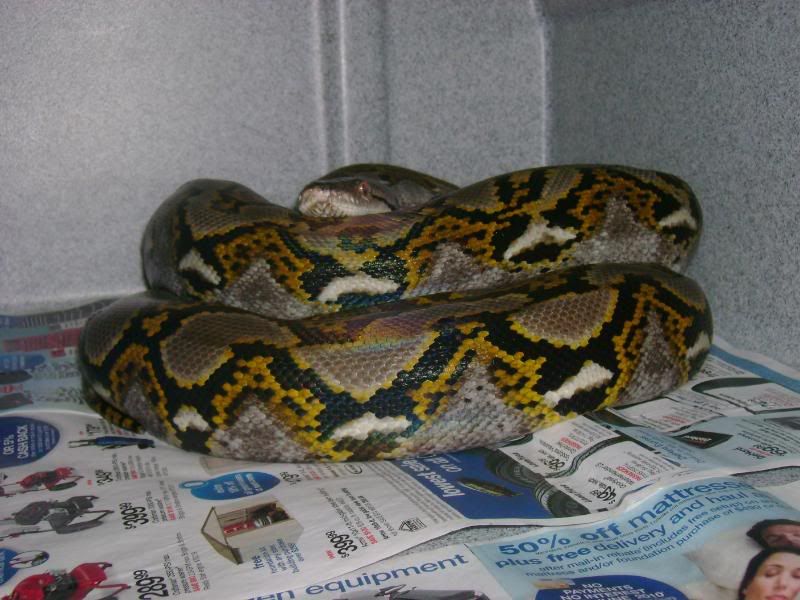 The Reticulated Python Thread | Page 8 | Reptile Forums